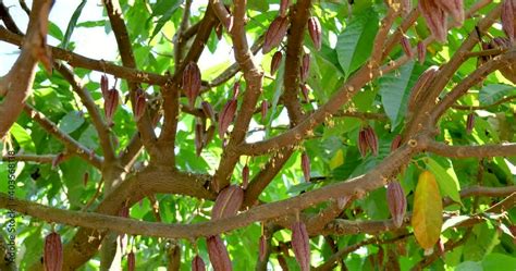 The Cocoa Tree With Fruits Yellow And Green Cocoa Pods Grow On The Tree Cacao Plantation In