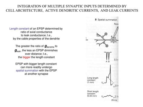 Ppt Lecture 9 Integration Of Synaptic Inputs Ionotropic Receptors Powerpoint Presentation