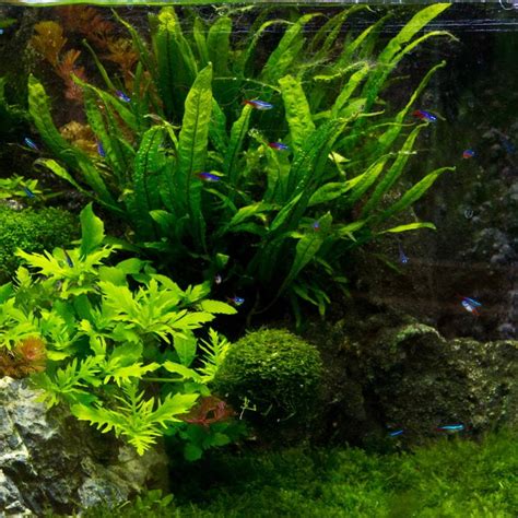 Java Fern Microsorum Pteropus Live Aquarium Plants Buy 2 Get 1 Free