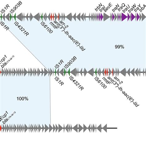 Linear Plasmid Sequence Comparison Of Plasmid Plvpk Ppekp4035 265 Download Scientific Diagram