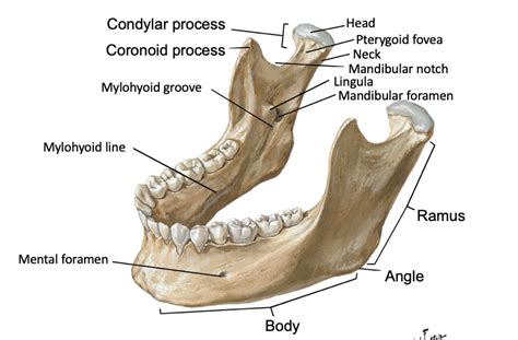 3 temporal and infratemporal fossae diagram quizlet