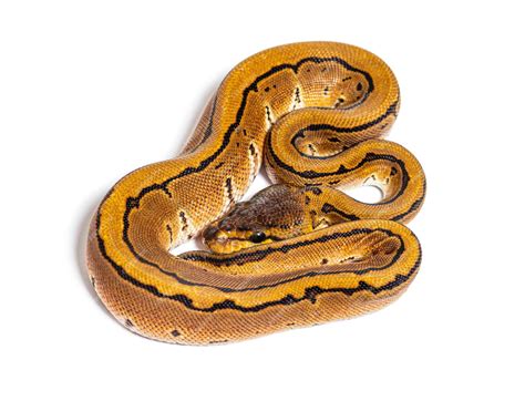 premium photo pinstripe ball python python regius isolated on white