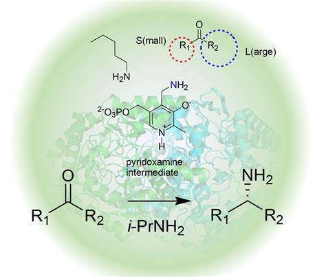 Asymmetric Synthesis Of Optically Pure Aliphatic Amines With An Engineered Robust ω Transaminase