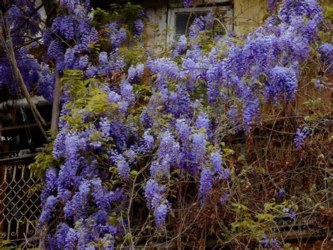 ცის ვაზი ძველ თბილისში აივნებზე მოხვეული იასამნისფერი გლიცინიები
