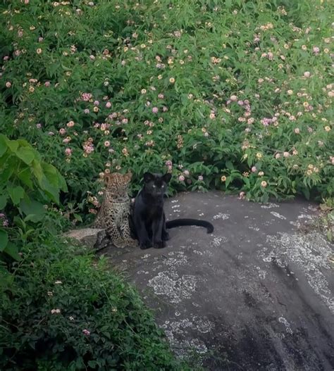 Two Clouded Leopard Cubs Have Been Found In Southern India One With