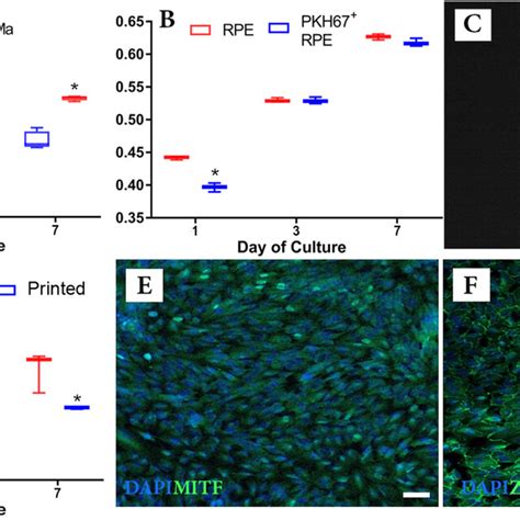 A Rpe Population Growth On Gelma Coated Layer And Tissue Culture