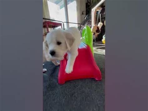 funny dogs animals videos (pappy loves) - mr.animals - YouTube