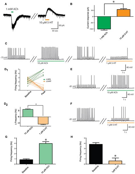 Opposing Cholinergic And Serotonergic Modulation Of Prefrontal Layer 6