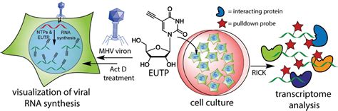 Figure 1 From Bioorthogonal Chemistry Based Rna Labeling Technologies