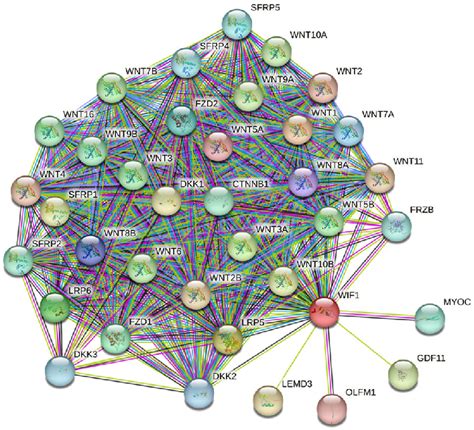 functional and physical association of query protein wif1 validated by