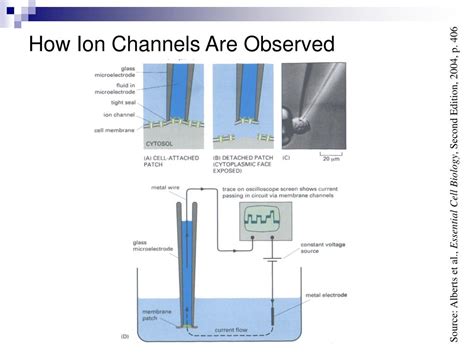 PPT Single Ion Channels PowerPoint Presentation Free Download ID 5359834