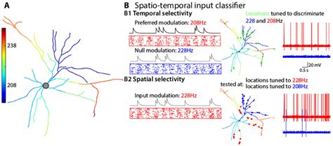 Spatio Temporal Input Classicifcation In Neurons Due To To Spatial