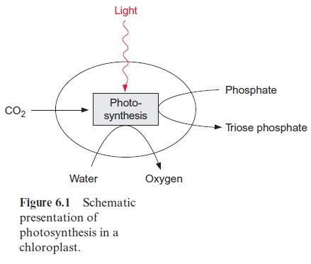 CO Assimilation Proceeds Via The Dark Reaction Of Photosynthesis