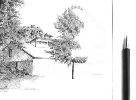 Drawing Trees With Pen And Ink By Vincent Whitehead