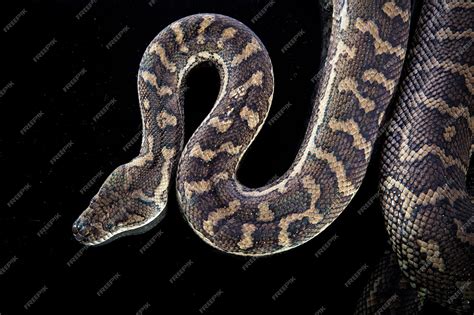 premium photo royal python or ball python python regius