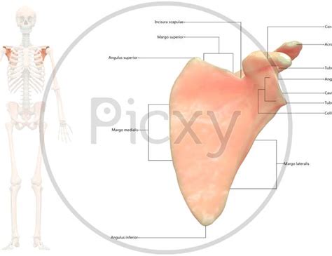 Skeletal System Scapula