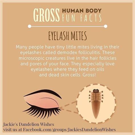Eyelash Mites What To Know What Mascara To Use Maple Grove Eye Doctors Pearle Vision