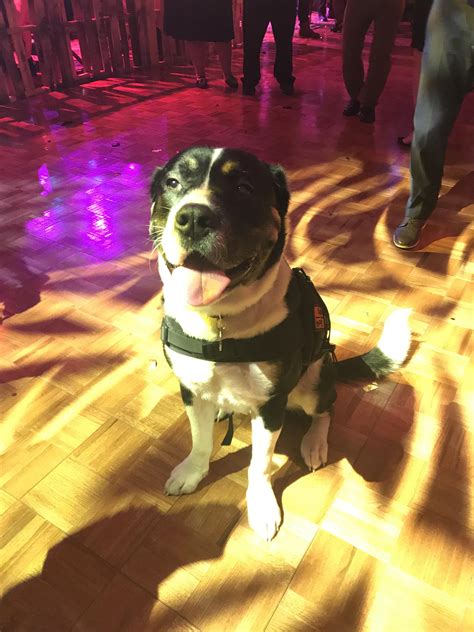 Overview For Dog Pussy