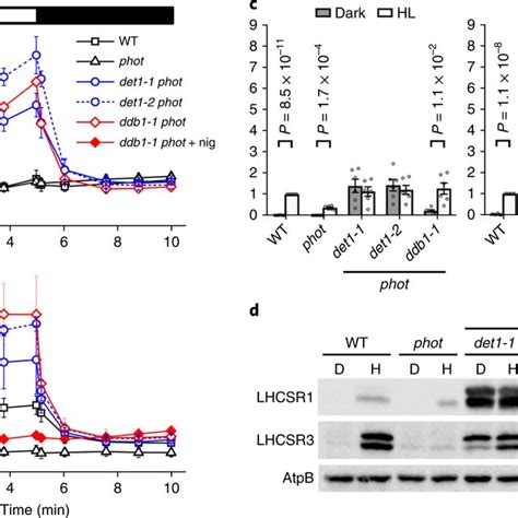 Complementation Tests For The Det1 And Ddb1 Mutant Loci A Rtpcr