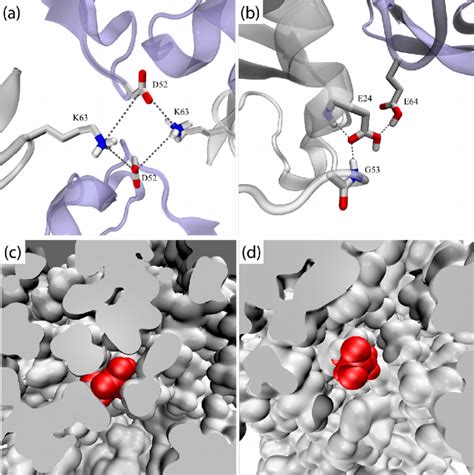 Inter And Intra Molecular Interactions That Affect β Turn Motion A