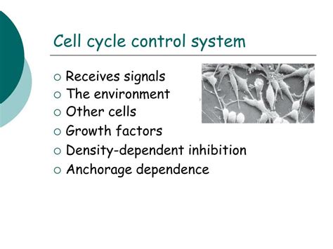 PPT The Cell Cycle Chapter 12 PowerPoint Presentation Free Download ID 6394286