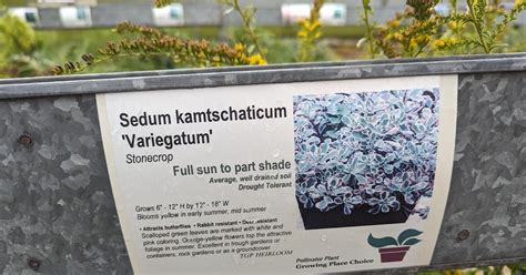 Sedum Kamtschaticum Variegatum Three Planted November 2023