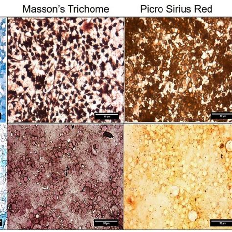 Cytochemical Characterization Of Schwann Cells And Schwann Cell Acm Download Scientific Diagram