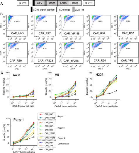 Generation Of Mesothelin Car And In Vitro Cell Killing Assay Of The