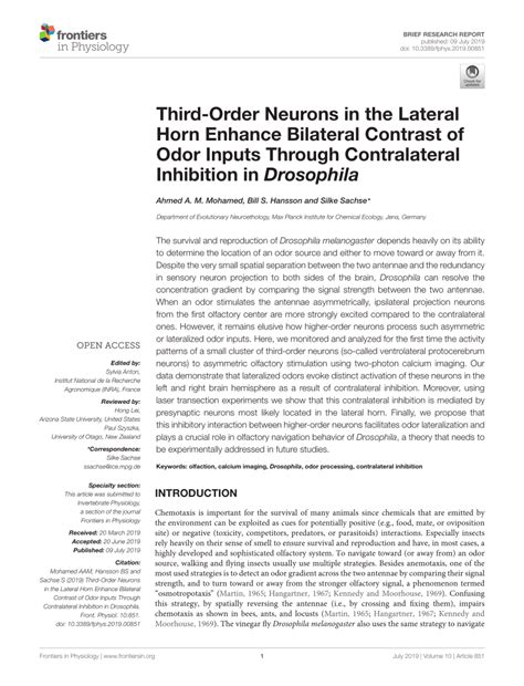 Pdf Third Order Neurons In The Lateral Horn Enhance Bilateral Contrast Of Odor Inputs Through