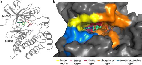 Structure Representation Of C Src In Complex With Anp Pdb 2src A