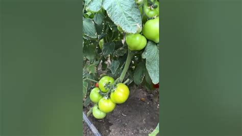 Томат Белфорт, рост томата, цвет и вид в разрезе🍅👍 - YouTube