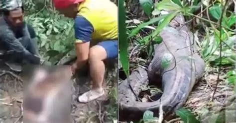 Missing Indonesian Woman 45 Found Inside Belly Of 5m Python Mothership SG News From