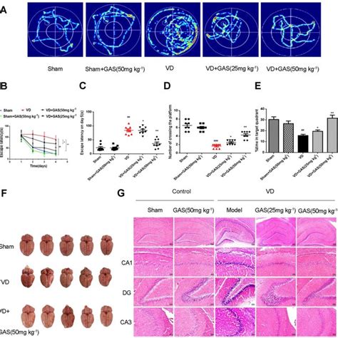 Gas Ameliorated Cognitive Dysfunction In Vd Model Rats A Typical