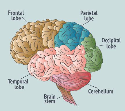 10 Facts About The Human Brain A Planbee Blog