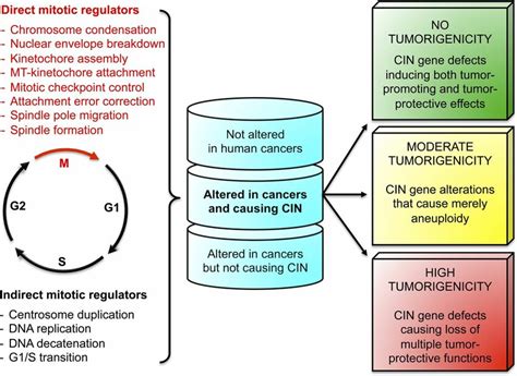 A Hierarchy Based View Of The Aneuploidycancer Relationship Hundreds