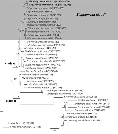 Phylogenetic Tree Generated By Bayesian Inference Bi Of The Aligned