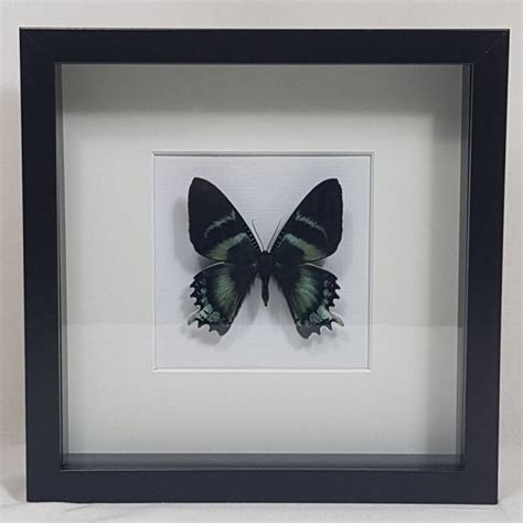 Alcides Agathyrsus Vlinder In Lijst Vlinderwereld