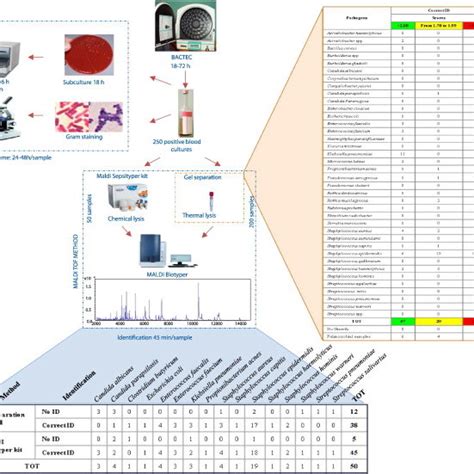 Maldi Tof Ms Based Workflow For Positive Blood Cultures Designed By Download Scientific Diagram