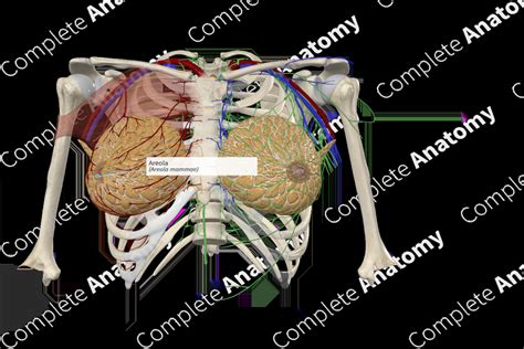 Areola Complete Anatomy