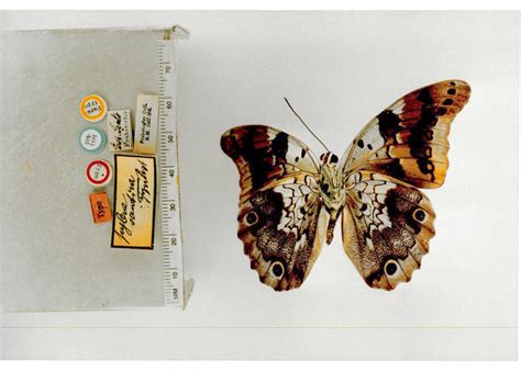 Prepona P Pylene Type Specimens
