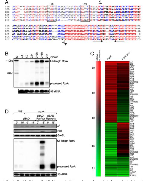 Figure 1 From Small Rna Based Feedforward Loop With And Gate Logic
