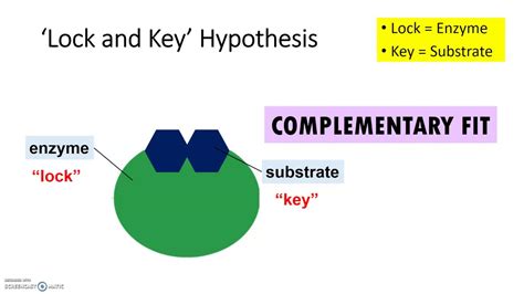 Lock And Key Hypothesis YouTube