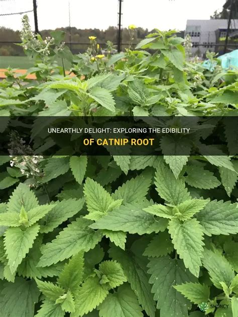 Unearthly Delight Exploring The Edibility Of Catnip Root Shuncy