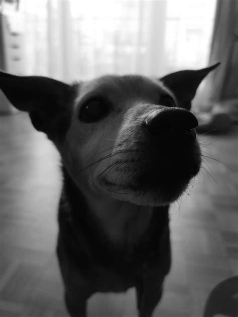 This Snoot Is Ready To Be Booped Rboopthesnoot