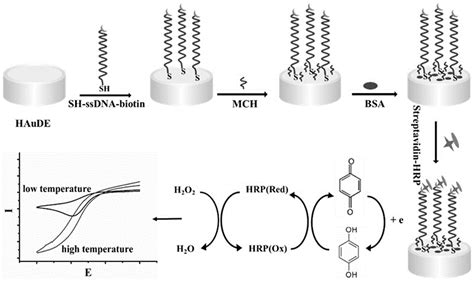 Temperature Controllable Enzymatic Catalysis Based Type Electrochemical