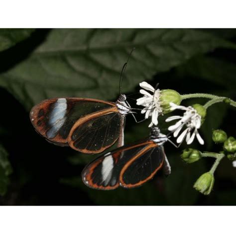 Mutualistic Interactions Shape Global Spatial Congruence And Climatic
