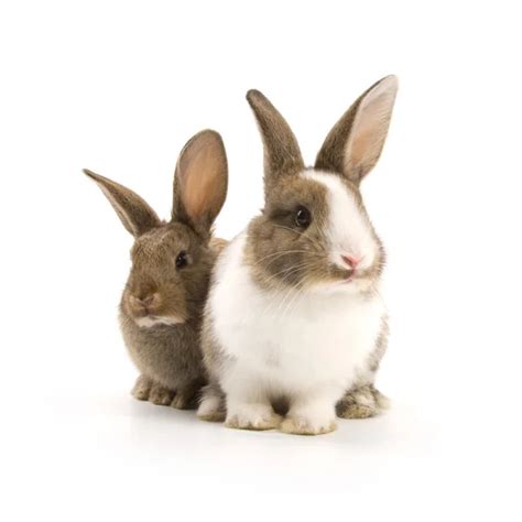 Baby Bunnies Stock Photos Royalty Free Baby Bunnies Images Depositphotos