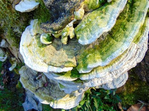 Premium Photo Close Up Of Fungus Growing On Tree Trunk