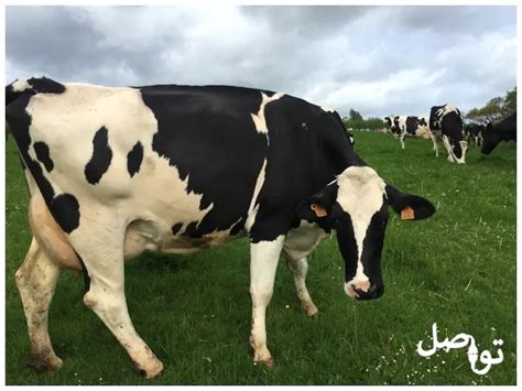 تربية الأبقار الحلوب العوامل المؤثرة والحلول الممكنة لزيادة إنتاج