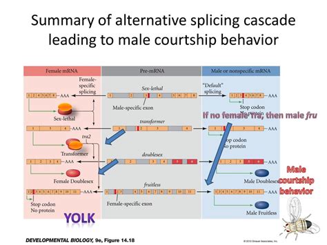 Transformer And Sex Determination In Drosophila Ppt Download